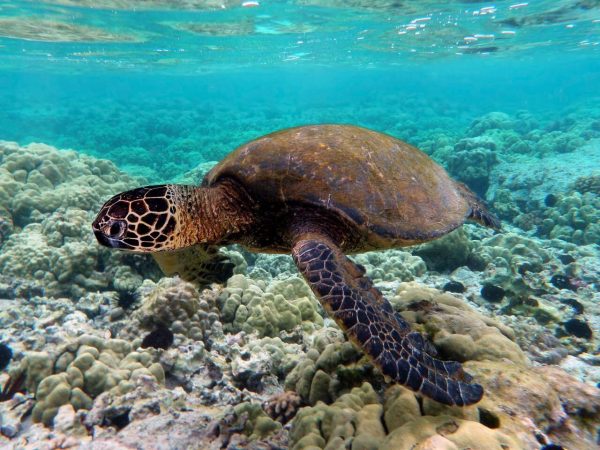 Tips Penting Melancong Ke Pulau Redang (2026) | Melancong.my
